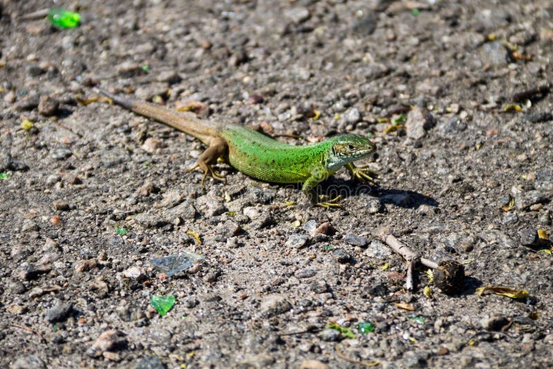 Green Lizard on Grey Asphalt Road Stock Image - Image of black, look ...
