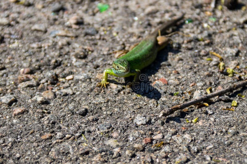 Green Lizard on Grey Asphalt Road Stock Image - Image of animal, color ...