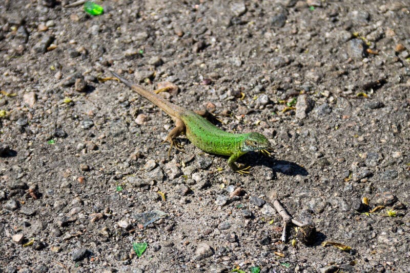 Green Lizard on Grey Asphalt Road Stock Photo - Image of asphalt ...