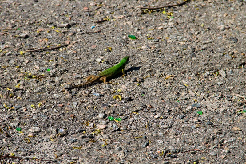 Green Lizard on Grey Asphalt Road Stock Photo - Image of closeup ...