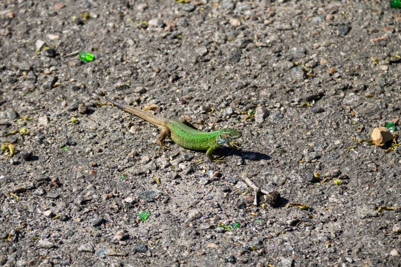 Green Lizard on Grey Asphalt Road Stock Image - Image of beautiful ...