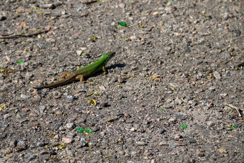 Green Lizard on Grey Asphalt Road Stock Image - Image of look, road ...