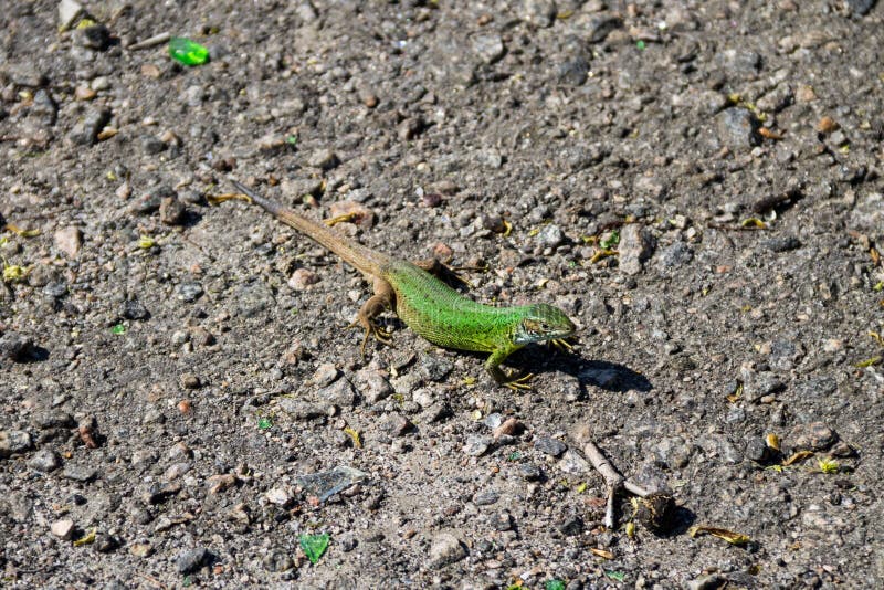Green Lizard on Grey Asphalt Road Stock Photo - Image of scale ...