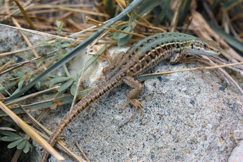 Green Lizard on grey rock stock image. Image of background - 117277839