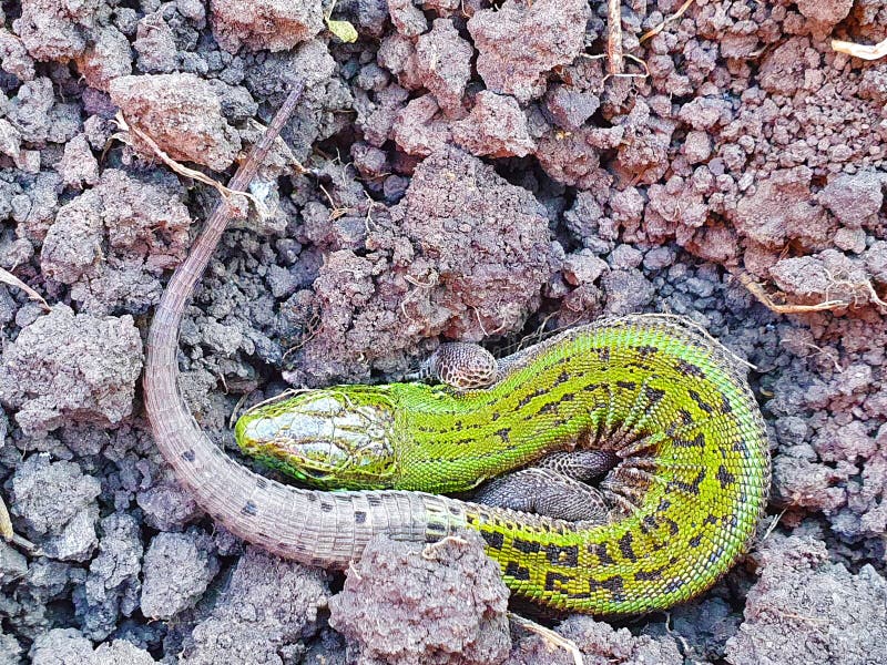 Green Lizard on the Ground. Small Lizard Lays Curled in Its Burrow ...