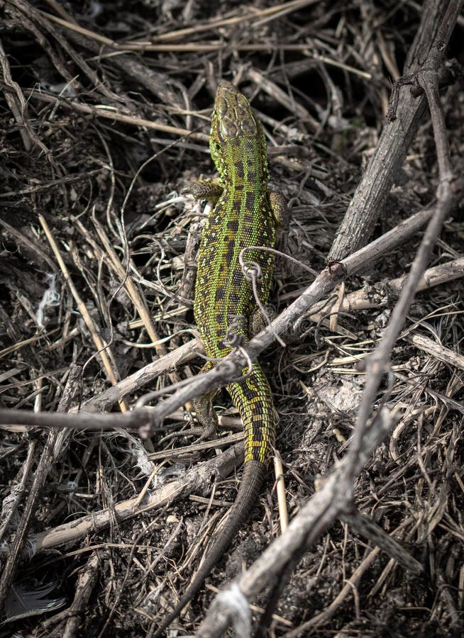 Green Lizard on the Ground in Spring. Stock Photo - Image of reptilia ...