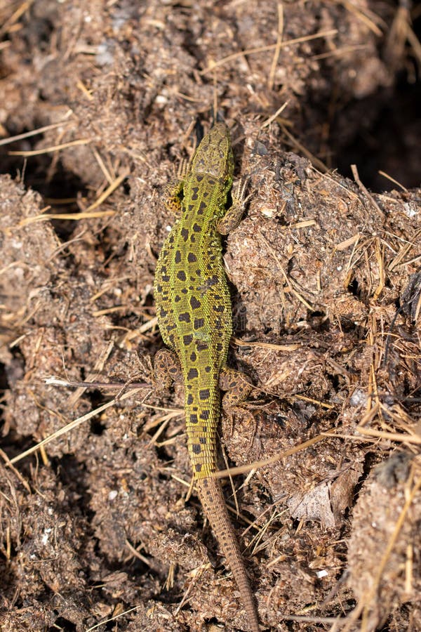 Green Lizard on the Ground in Spring. Stock Image - Image of wild ...