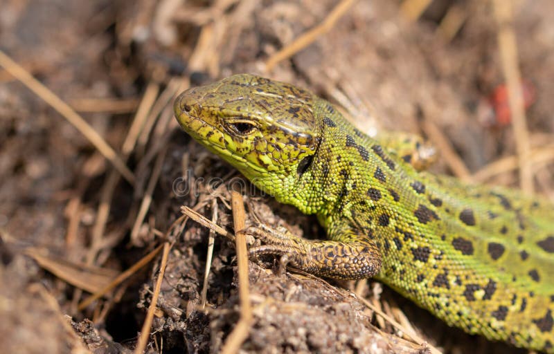 Green Lizard on the Ground in Spring. Stock Photo - Image of garden ...
