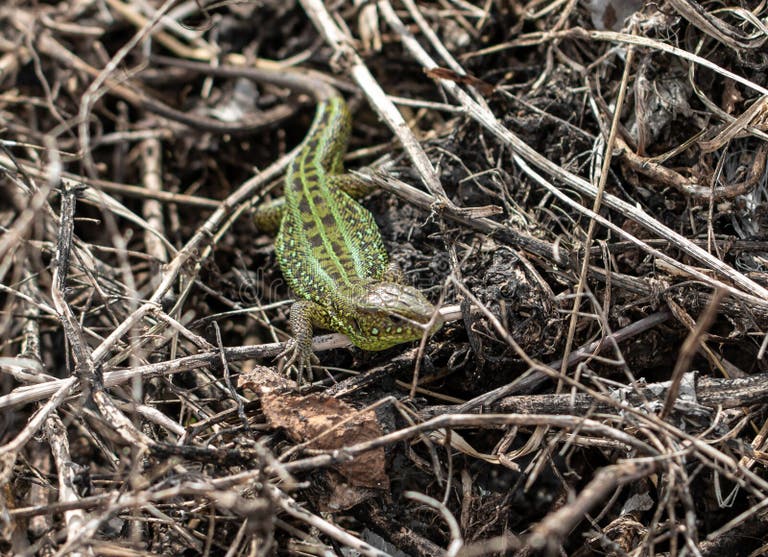 Green Lizard on the Ground in Spring. Stock Photo - Image of macro ...