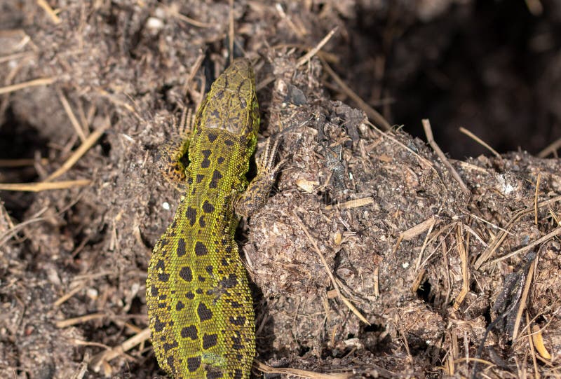 Green Lizard on the Ground in Spring. Stock Photo - Image of small ...