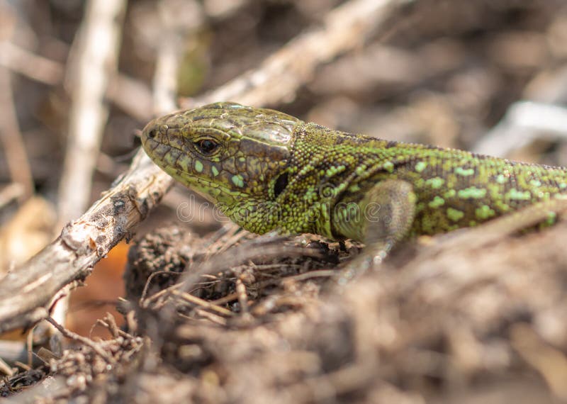 Green Lizard on the Ground in Spring. Stock Image - Image of reptiles ...