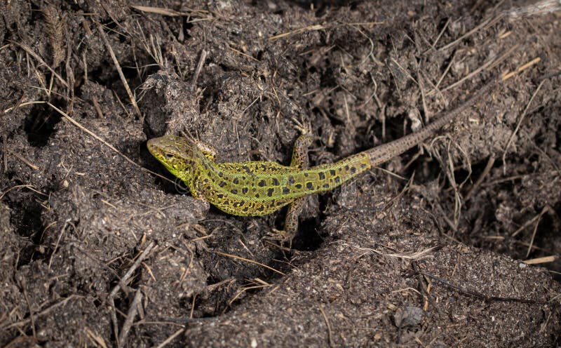 Green Lizard on the Ground in Spring. Stock Image - Image of lacerta ...