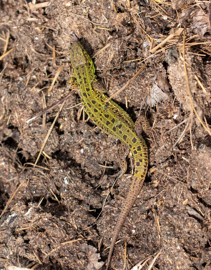 Green Lizard on the Ground in Spring. Stock Image - Image of leaves ...