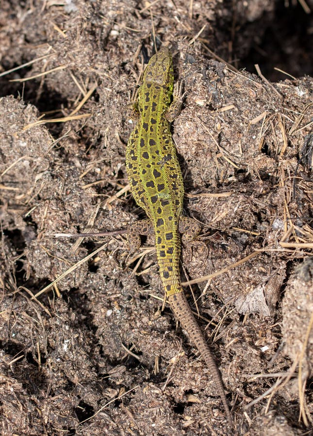 Green Lizard on the Ground in Spring. Stock Image - Image of fast ...