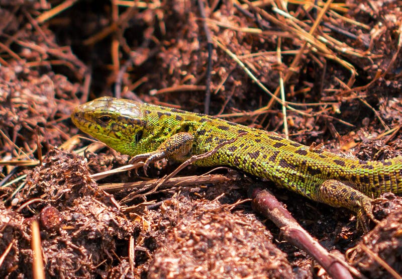 Green Lizard on the Ground in Spring. Stock Photo - Image of green ...