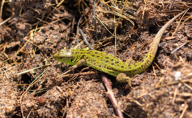 Green Lizard on the Ground in Spring. Stock Image - Image of green ...