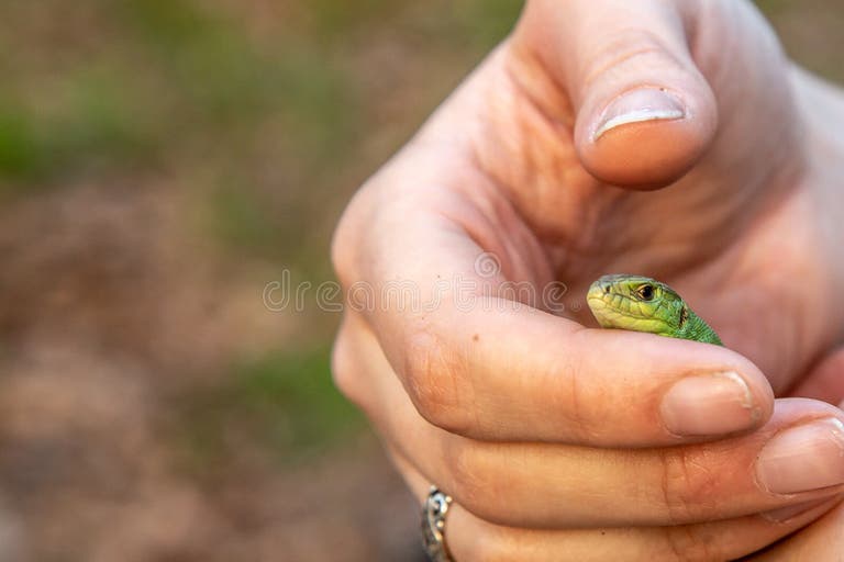 127 Girl Lizard Cartoon Dreamworks Stock Photos - Free & Royalty-Free ...
