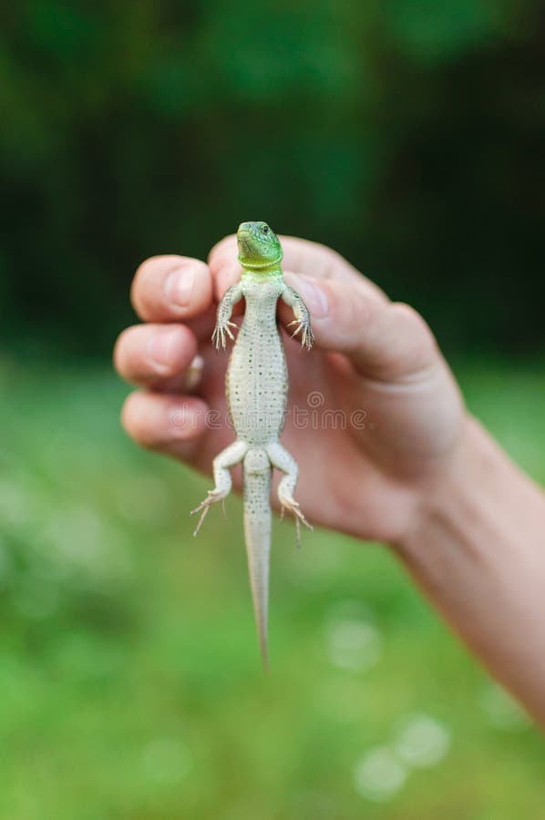 Green lizard stock image. Image of hand, hold, gray, animal - 72598471