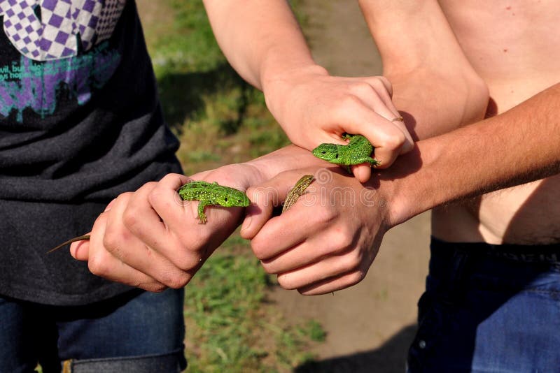 Green Lizard in the Hands of a Village Child Stock Image - Image of ...