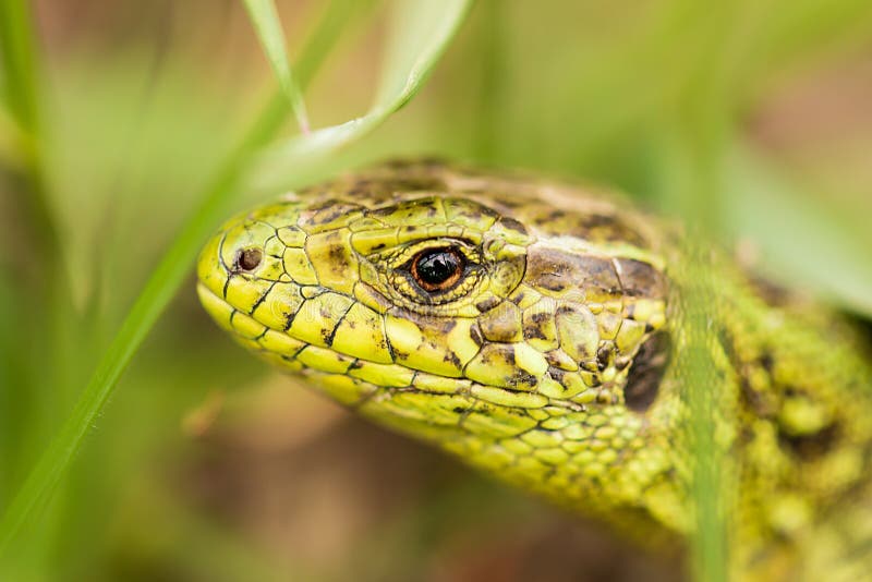 Green Lizard Head in Spring Grass Stock Image - Image of spring, green ...