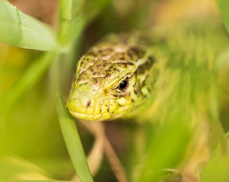 Green Lizard Head in Spring Grass Stock Photo - Image of nature, head ...