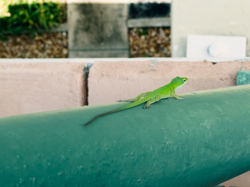 Green Lizard Hide on a Green Post Stock Image - Image of environment ...