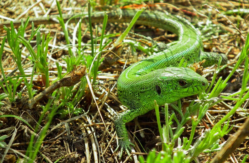 Green Lizard Hiding in the Grass Close Up Stock Image - Image of forest ...