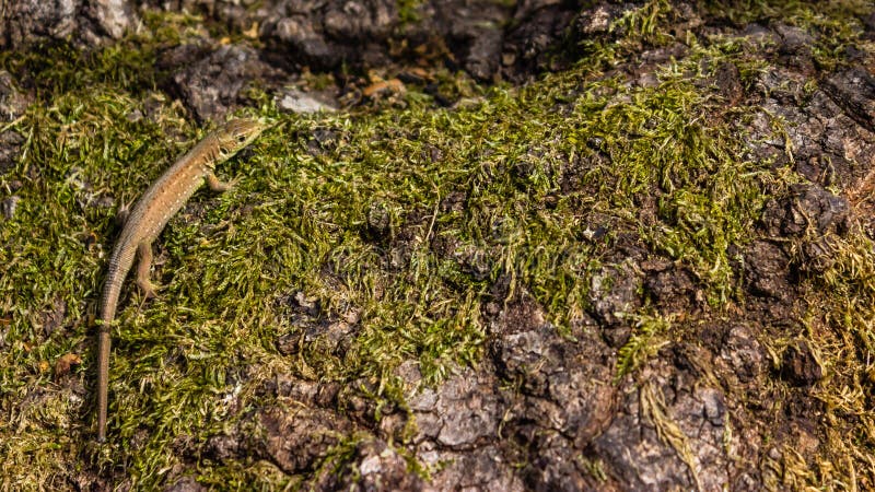 A Green Lizard in His Natural Environment Stock Image - Image of ...