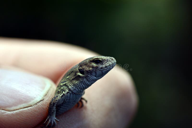 Green Lizard in Human Hands. Stock Image - Image of eastern ...