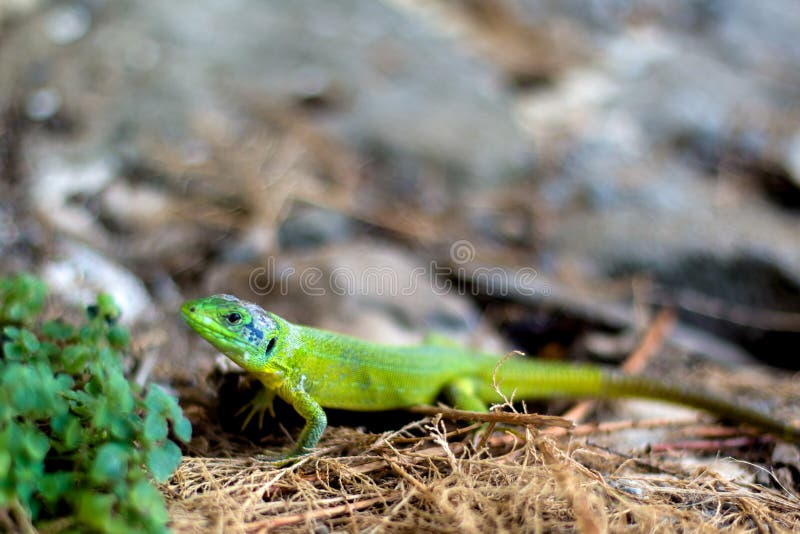 Lizard hunting stock image. Image of reptile, detail - 17040141
