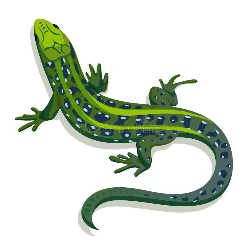 Lizard illustration stock illustration. Illustration of sharp - 6513584