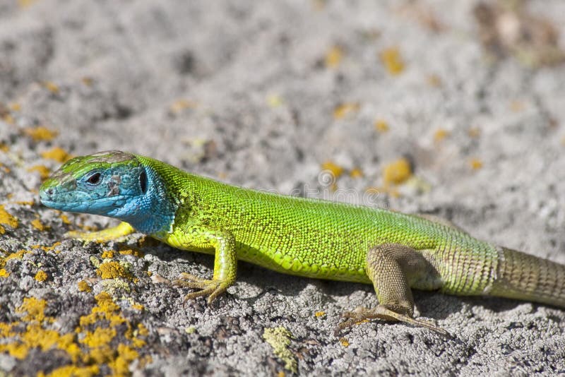 Green Lizard (lacerta Viridis) Stock Photo - Image of european, color ...