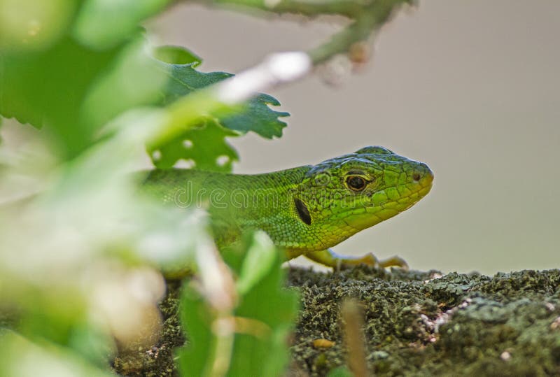 Green Lizard (Lacerta Viridis) Stock Image - Image of south, skin: 38329773