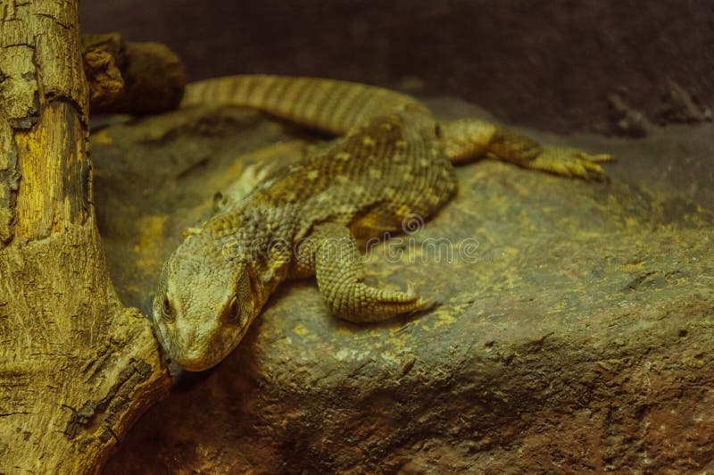 Monitor Lizard Looking At The Camera, Stock Photo - Image of looks ...