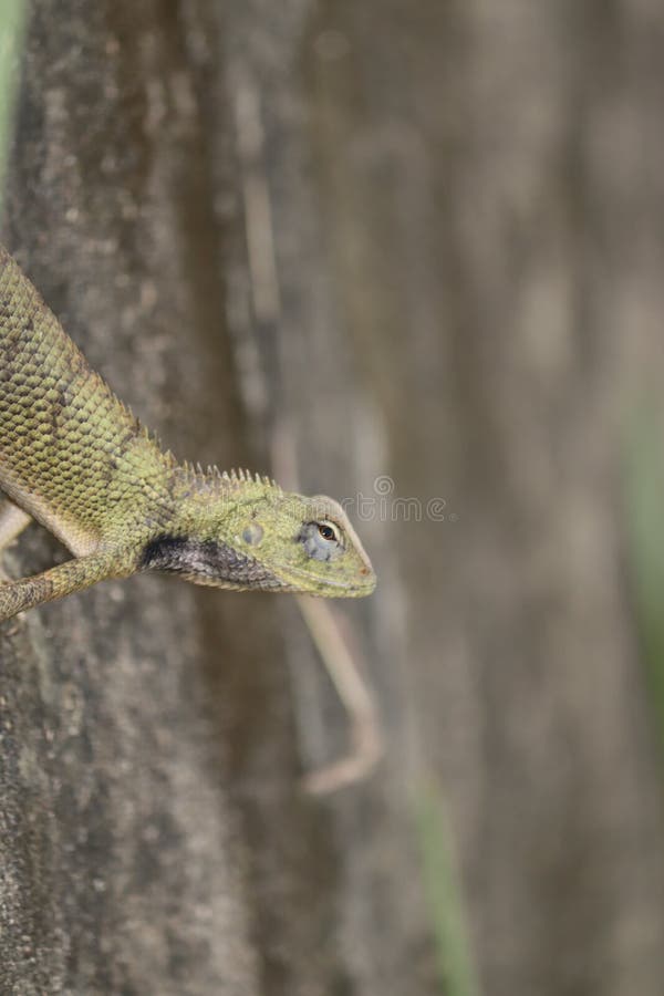 A Green Lizard is Looking Upward. Stock Image - Image of brown ...