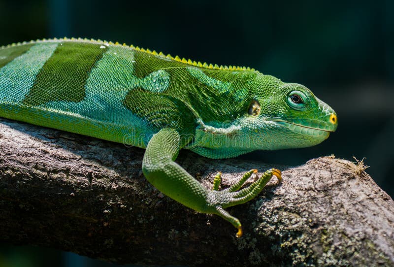 Green Lizard stock image. Image of colorful, nature, animal - 50169487