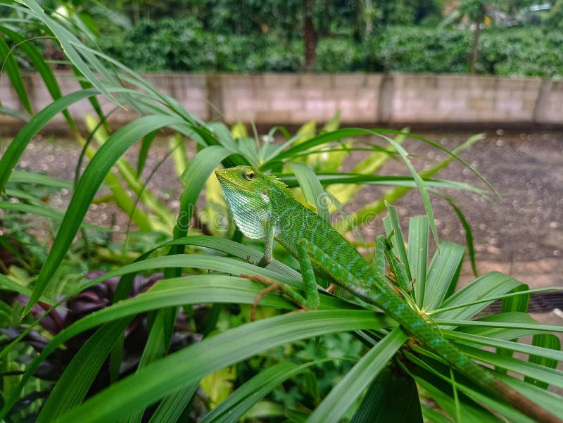 Green Lizard on a Palm Leaf Stock Photo - Image of peaceful, vibrant ...