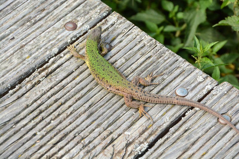 Reptite Stock Photos - Free & Royalty-Free Stock Photos from Dreamstime