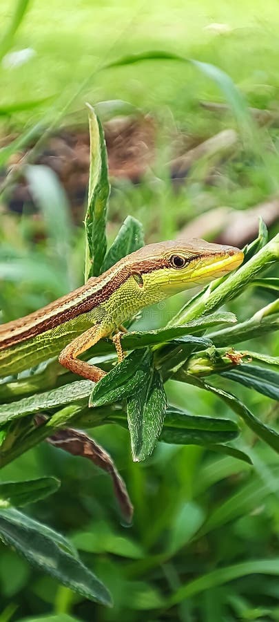 Green Lizard Perched on Green Grass Stock Photo - Image of grass ...