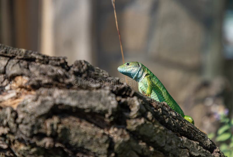 Green Lizard stock photo. Image of animal, czech, czechia - 351387624