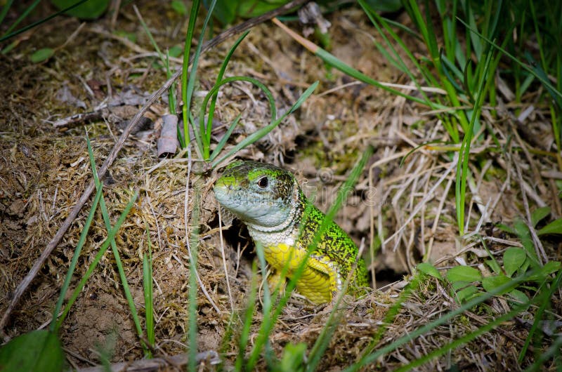 Lizard Playing among the Leaves Stock Photo - Image of faded, heads ...