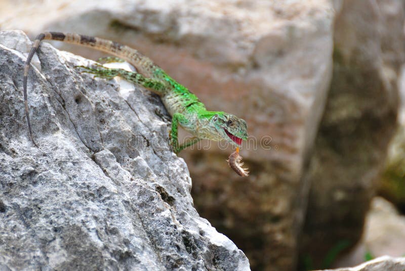 Green Lizard with Prey, Mexico Stock Image - Image of caribbean, claws ...
