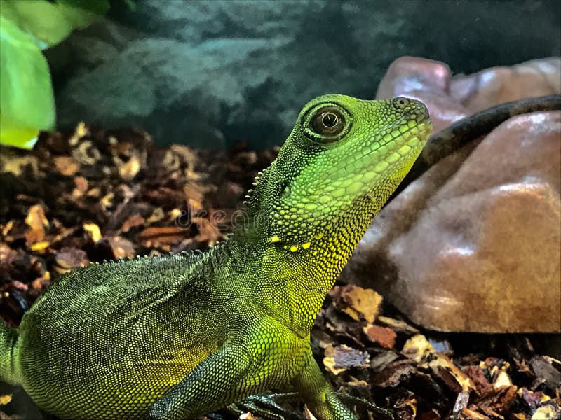 Green Lizard Picture. Image: 84930000