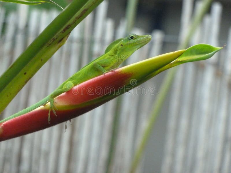 A Lizard on a Red and Yellow Flower Stock Image - Image of green ...
