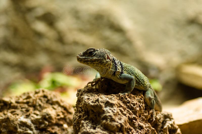 Green lizard stock photo. Image of ugly, animals, fear - 54948560