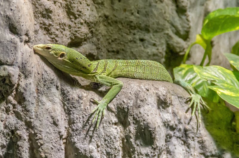 Green Lizard on Rock Formation Stock Image - Image of reptile, scaly ...