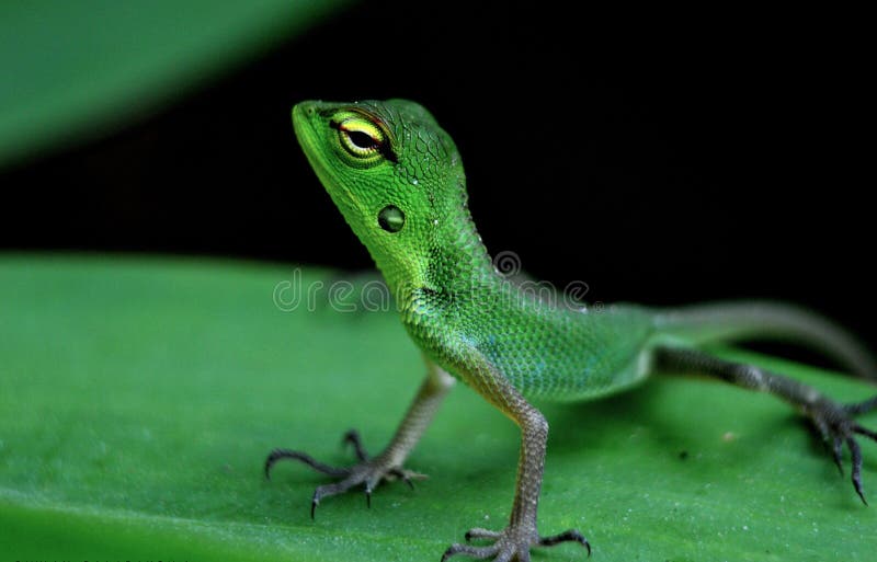 The big lizard on the side stock photo. Image of black - 114647680