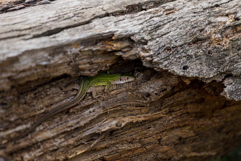 Lizard on log stock image. Image of woodlands, insect - 36338585