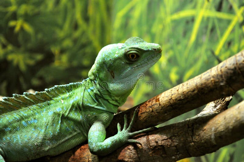 Green Lizard stock photo. Image of reptile, leaf, sticks - 33092660