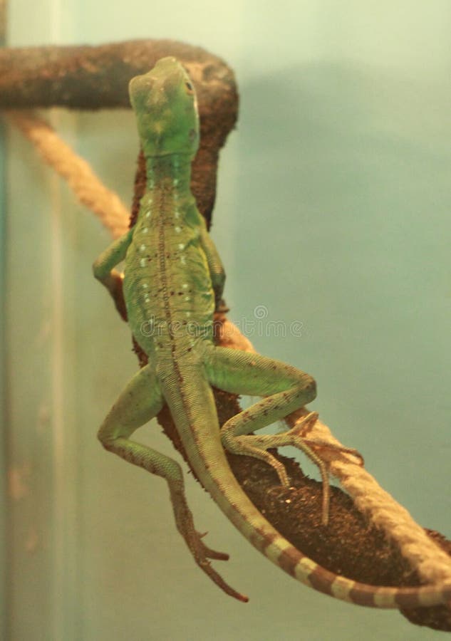 Green Lizard Sitting on a Branch Stock Photo - Image of photograph ...